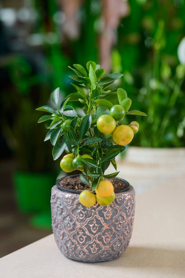 Young Tangerine Tree in Pot Stock Image - Image of delivery, grown ... Young Tangerine Tree in Pot Stock Image - Image of delivery, grown ...