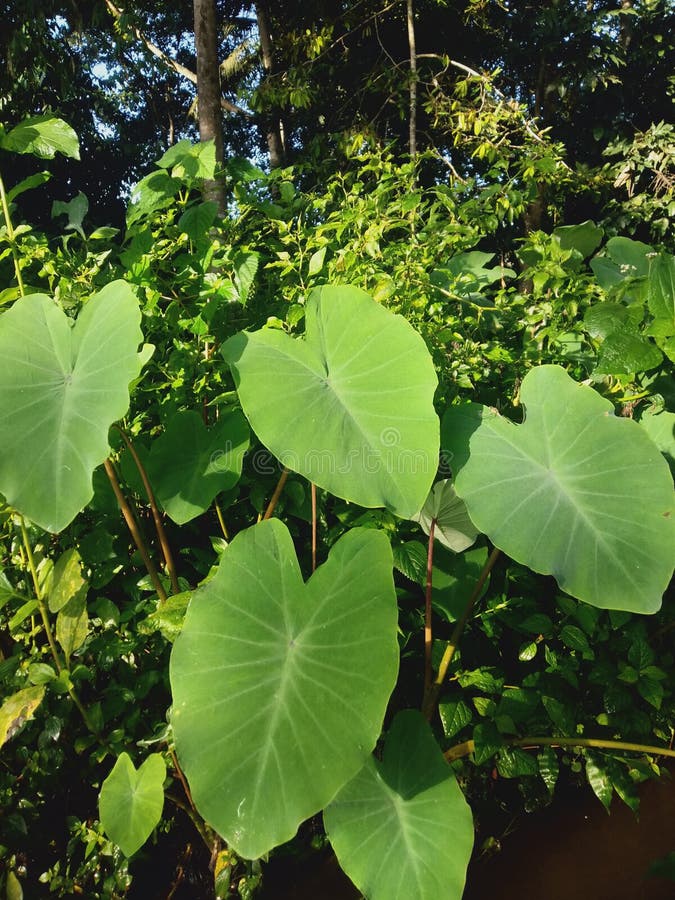 Young Taro is Characterized by Its Green Leaf Color Stock Photo - Image ...