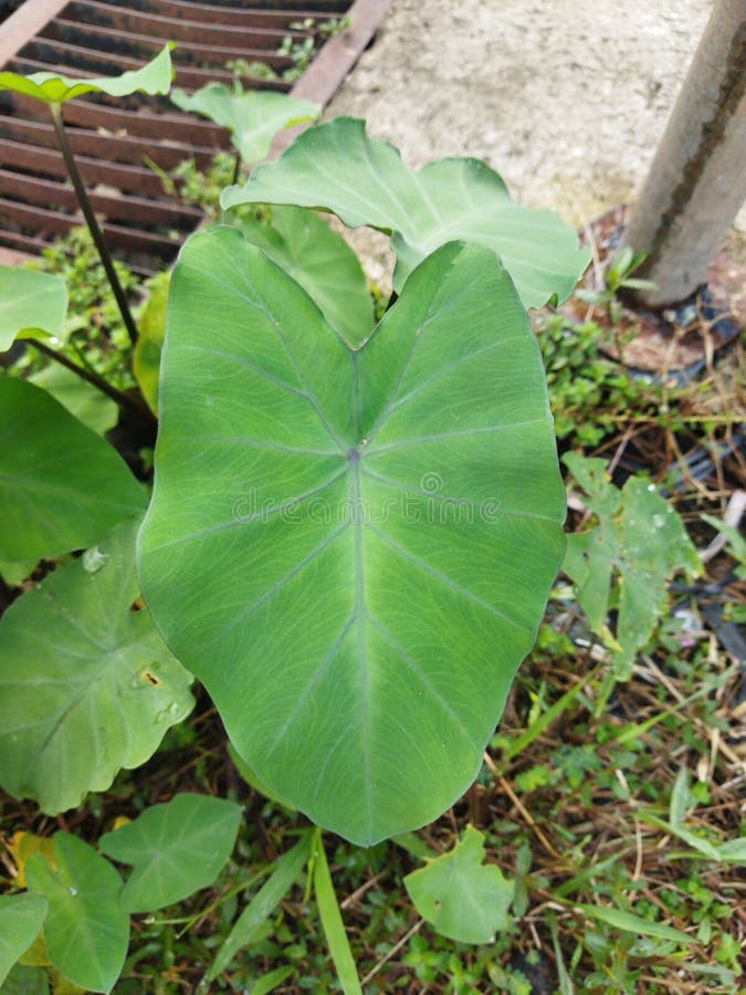 Young taro leaves stock image. Image of deciduous, herb - 263208409