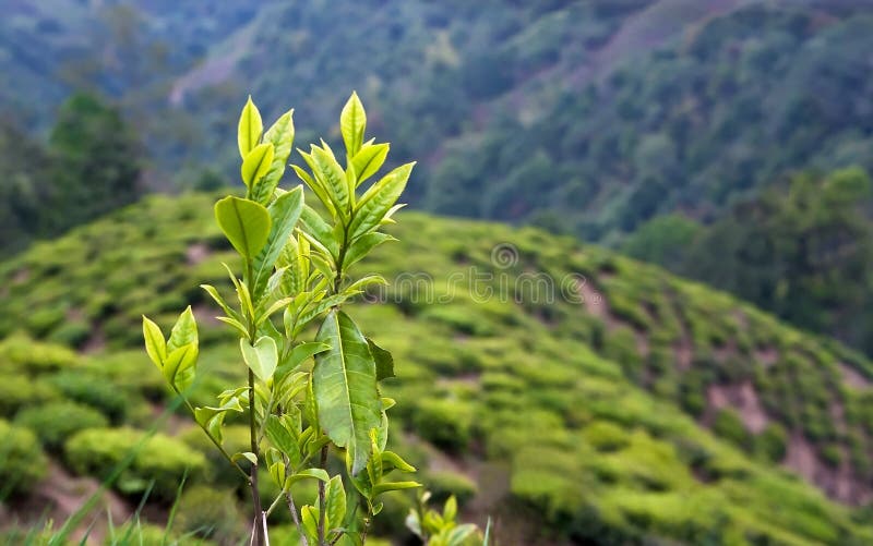 Young tea stock photo. Image of growth, hill, green, harvesting - 9245704