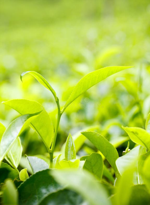 Young tea leaf stock photo. Image of farmland, terrace - 23106366