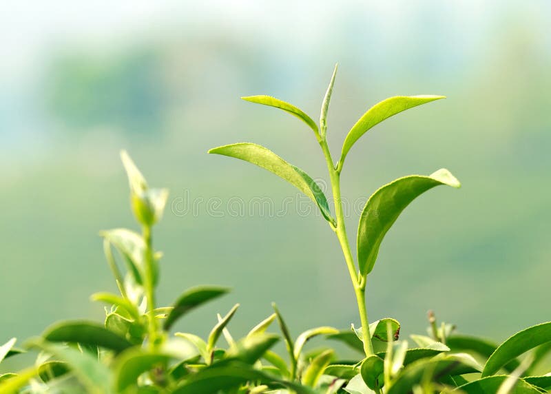 A young tea leaf stock photo. Image of northern, nature - 30792606