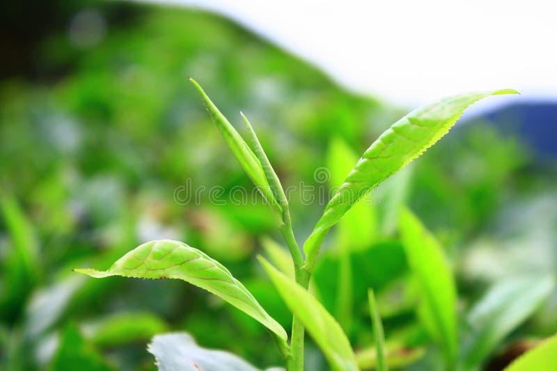 Young Tea Leaves in Cameron Highlands Stock Photo - Image of nature ...