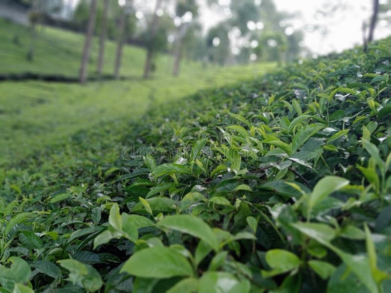 Young Tea Leaves on a Green and Fresh Tea Plantation Stock Photo ...