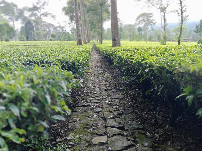 Young Tea Leaves on a Green and Fresh Tea Plantation Stock Photo ...