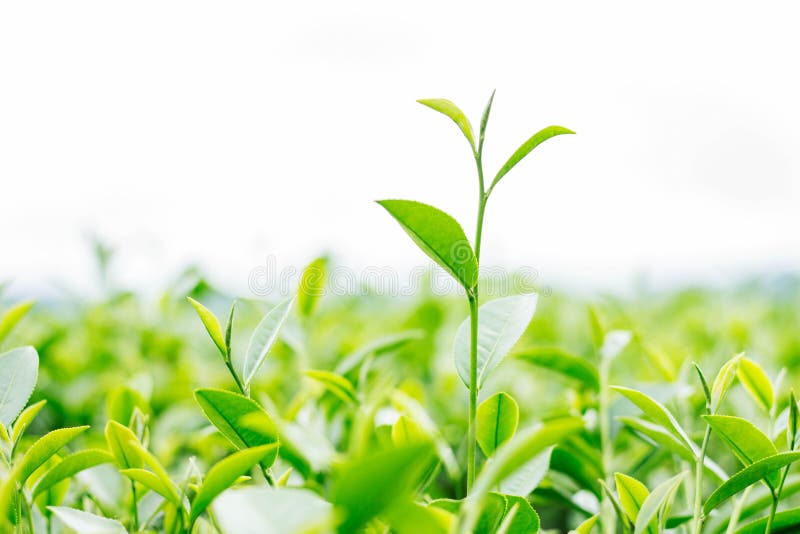 Young Tea Leaves on White Background. Stock Image - Image of ...