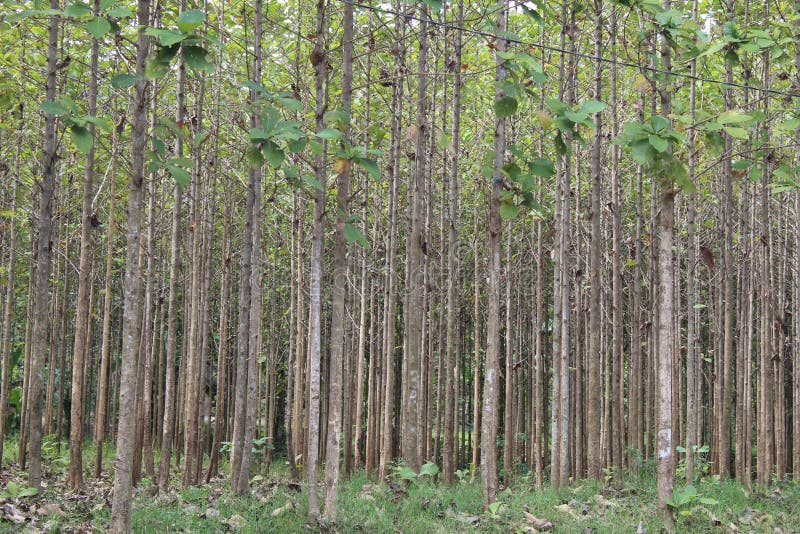 Teak Forest in Tallest Teak Tree.in India, Teak Farm. Stock Image ...