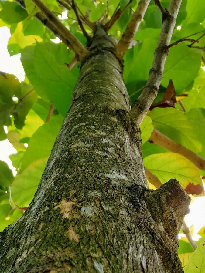 Young Teak Tree in the Forest Stock Photo - Image of tree, planet ...