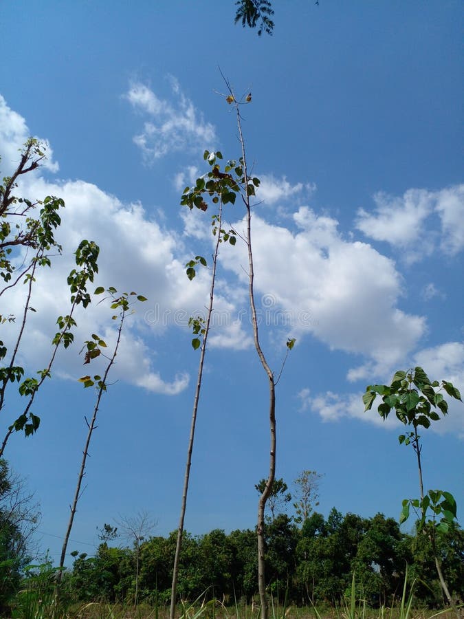 Young teak forest stock photo. Image of positive, campaign - 16117672