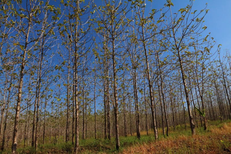 Big teak tree in forest stock image. Image of beautiful - 33218893