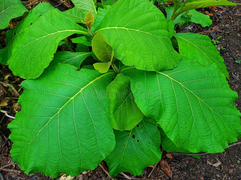 Young Teak Tree Plant with Fresh, Wide Leaves Stock Image - Image of ...