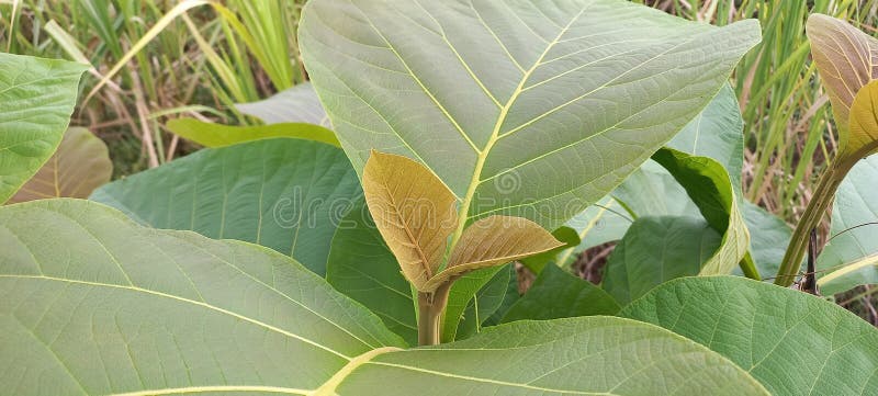 Young Teak Tree or Tectona Grandis Leaves. Stock Image - Image of ...