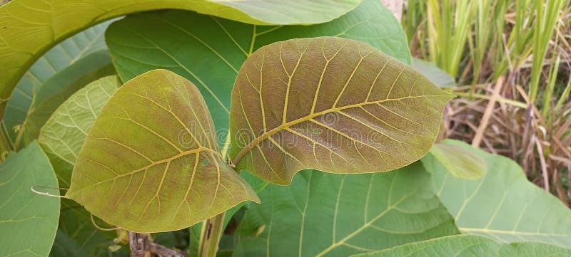 Young Teak Tree or Tectona Grandis Leaves. Stock Photo - Image of ... Young Teak Tree or Tectona Grandis Leaves. Stock Photo - Image of ...