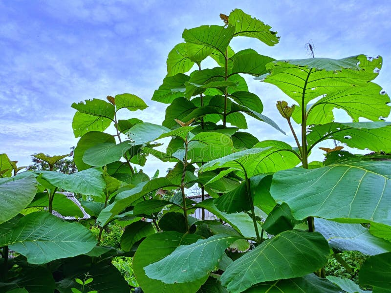 Young Teak Trees Growing Tall in the Garden Stock Photo - Image of ...