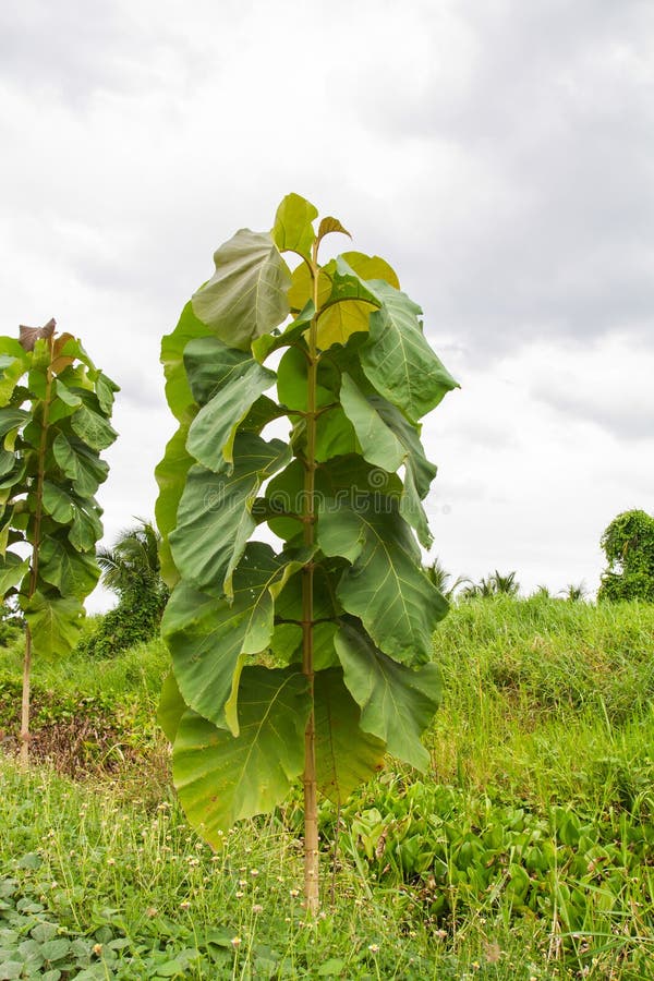 Young Teak Trees Plantation Stock Photo - Image of forest, young: 33138934