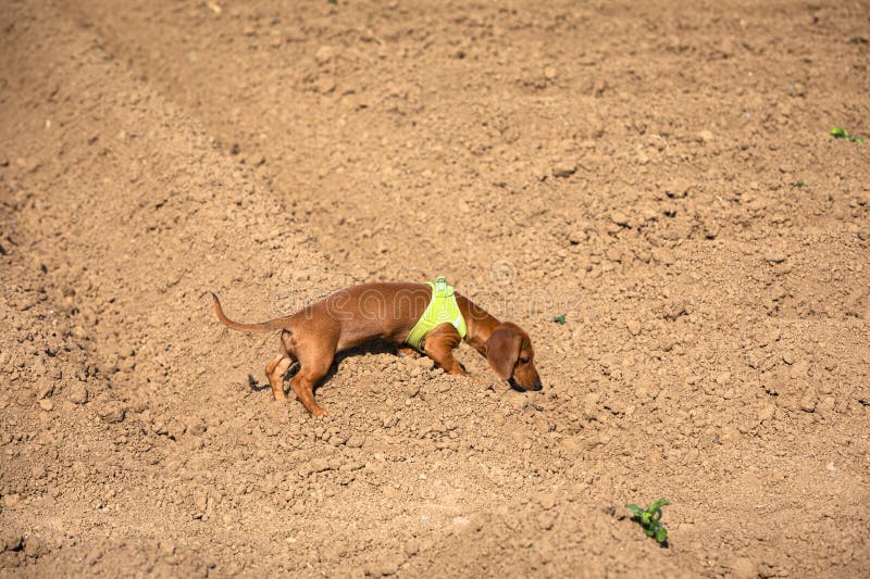 Young Teckel Puppy Dog Searching Stock Photo - Image of purebread ...