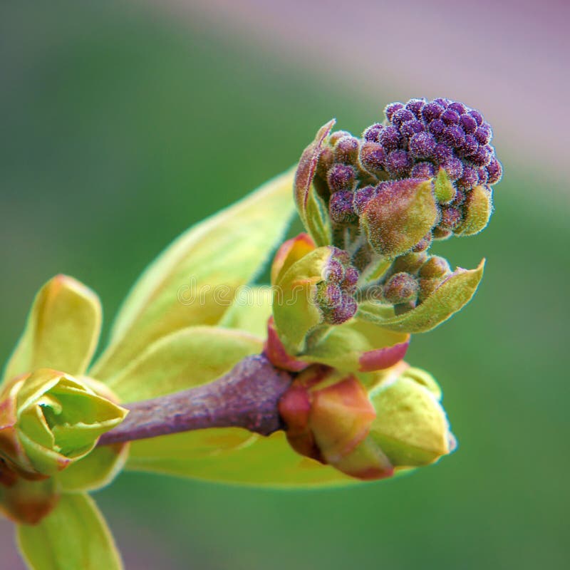 Lilac buds in spring stock image. Image of shoot, color - 246595263
