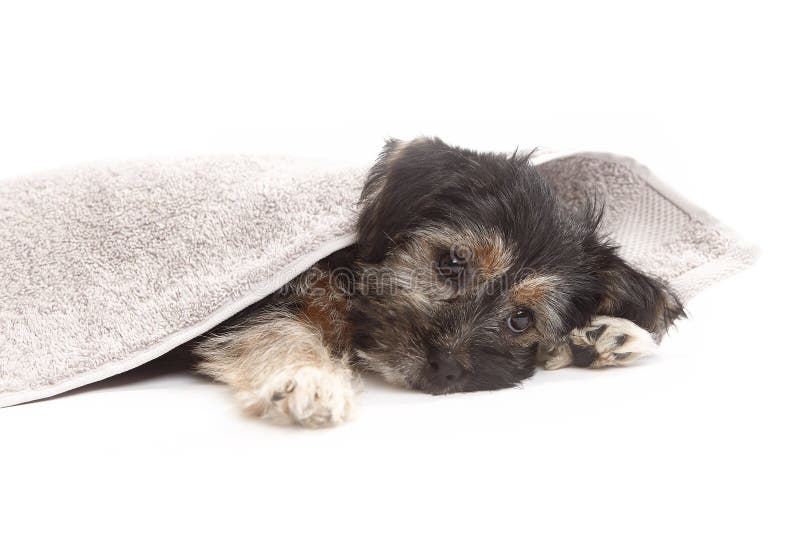 Young Terrier Mix on a Blanket Stock Photo - Image of terrier, play ...