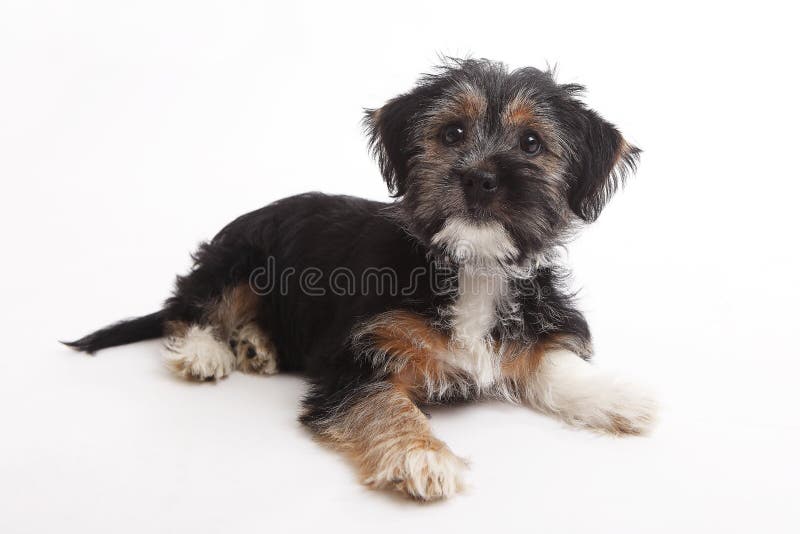 Young Terrier Mix stock image. Image of breed, towel - 39433653