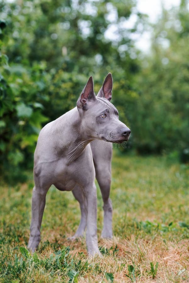 Young Thai Ridgeback Dog Posing Outdoors Stock Image - Image of grey ...