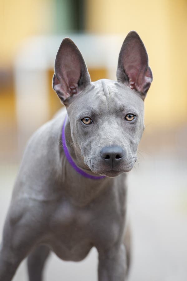 Young Thai Ridgeback Dog Standing Outdoors Stock Photo - Image of ...