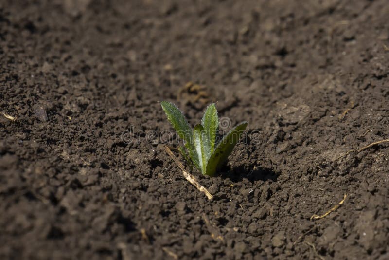 Young Thistle Plant on Bare Ground. Stock Image - Image of herb, bloom ...