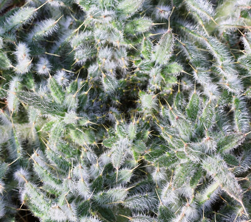 Young Thistle in Top View. Background. Stock Image - Image of park ...