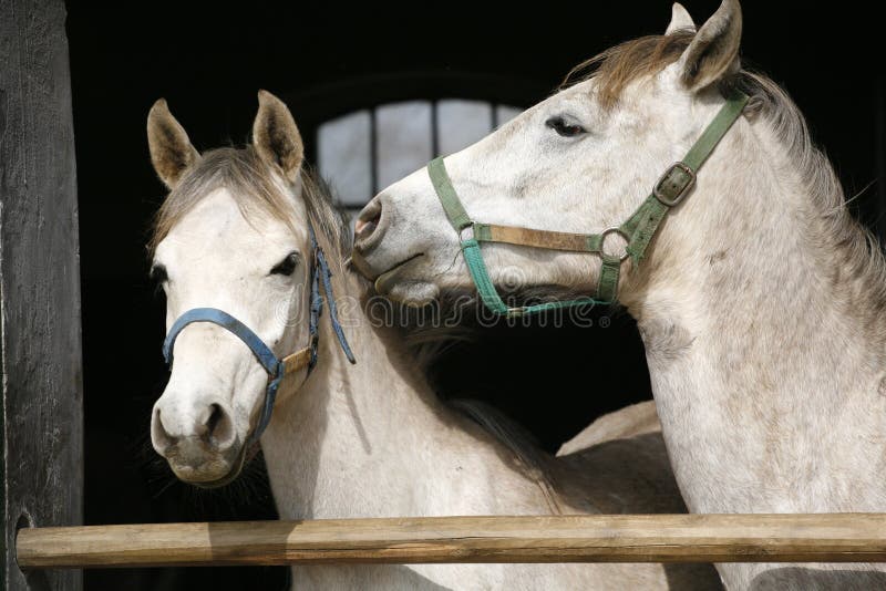 Young Thoroughbred Arabian Horses in the Stable. Stock Image - Image of ...
