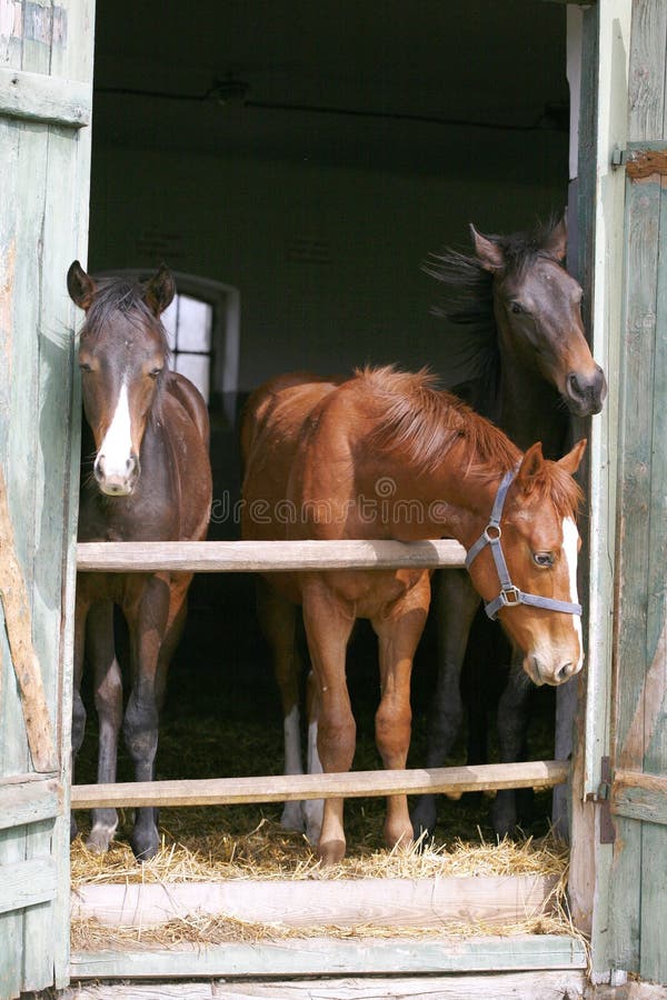 Young Thoroughbred Horses in the Stable Stock Image - Image of arab ...