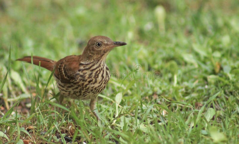 Young Thrasher bird stock image. Image of immature, carolina - 76303525