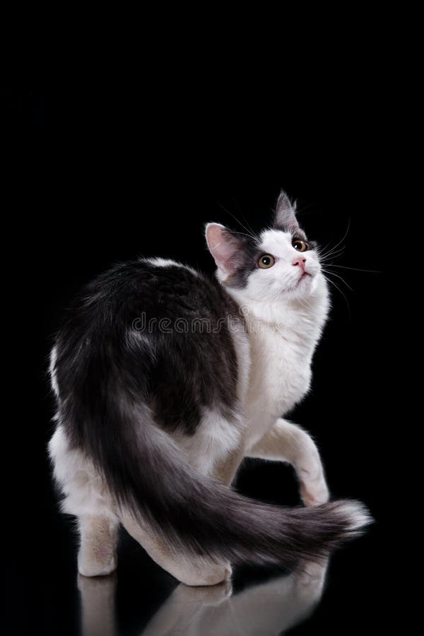 1,985 Cat Three Colored Stock Photos - Free & Royalty-Free Stock Photos ...