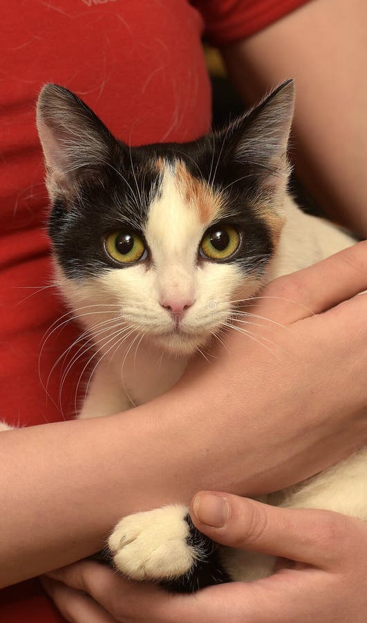 Young three-colored cat stock image. Image of ginger - 79813213