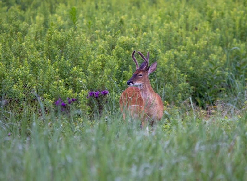 Young Buck Standing in Grass Field Stock Photo - Image of wilderness ...