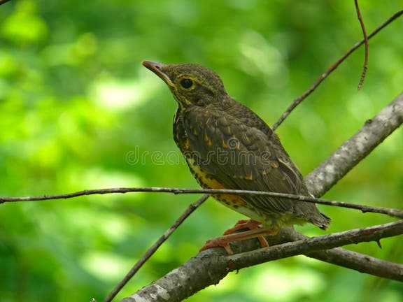 Young Thrush 5 stock image. Image of birds, cute, baby - 6641381
