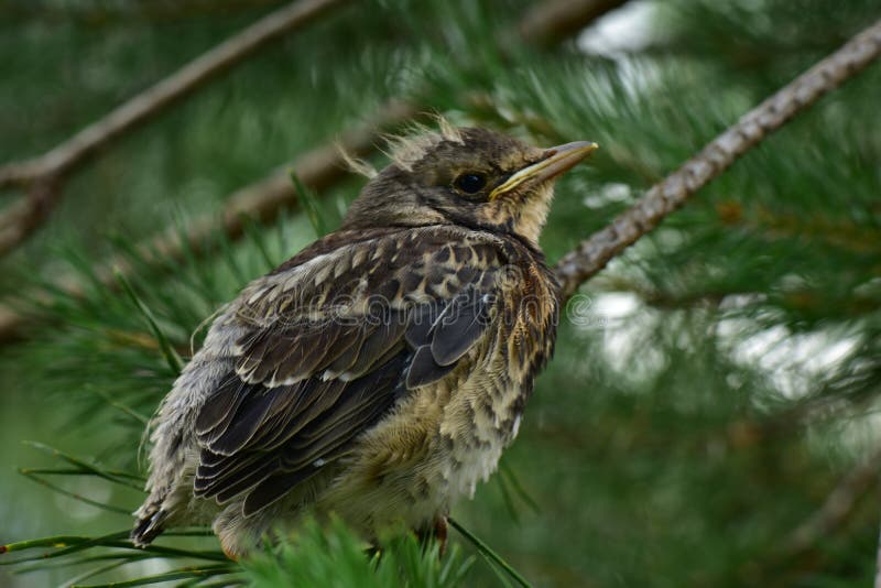 Young Thrush Bird in the Green of Pine Branches Stock Photo - Image of ...