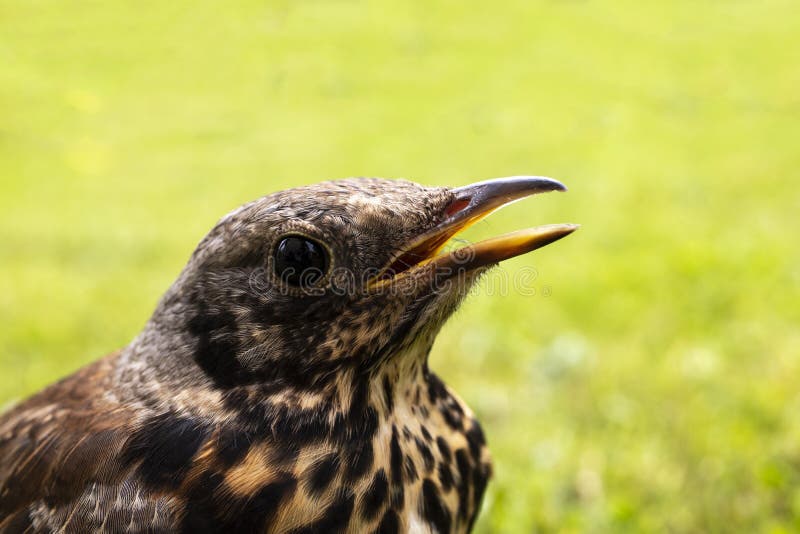 Young Thrush Bird Out of Town on Green Grass. Open Beak Thrush Stock ...