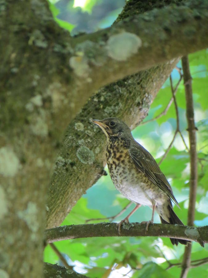 Young thrush bird stock image. Image of lithuania, branches - 49077473