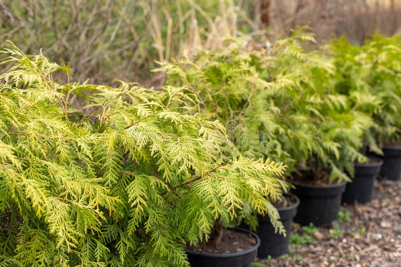Young Thuja Plants in Pots on Tree Farm Stock Photo - Image of western ...