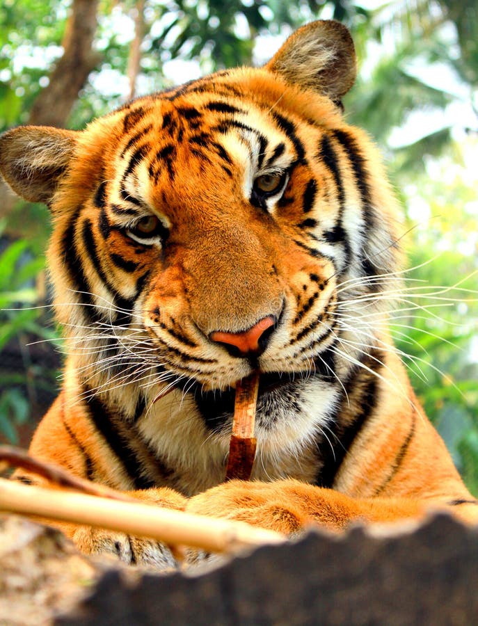 Young Tiger stock photo. Image of outside, rare, outdoors - 29300054