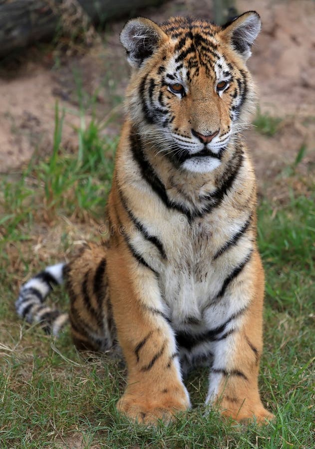 Young Tiger stock image. Image of sitting, mammal, black - 36319249