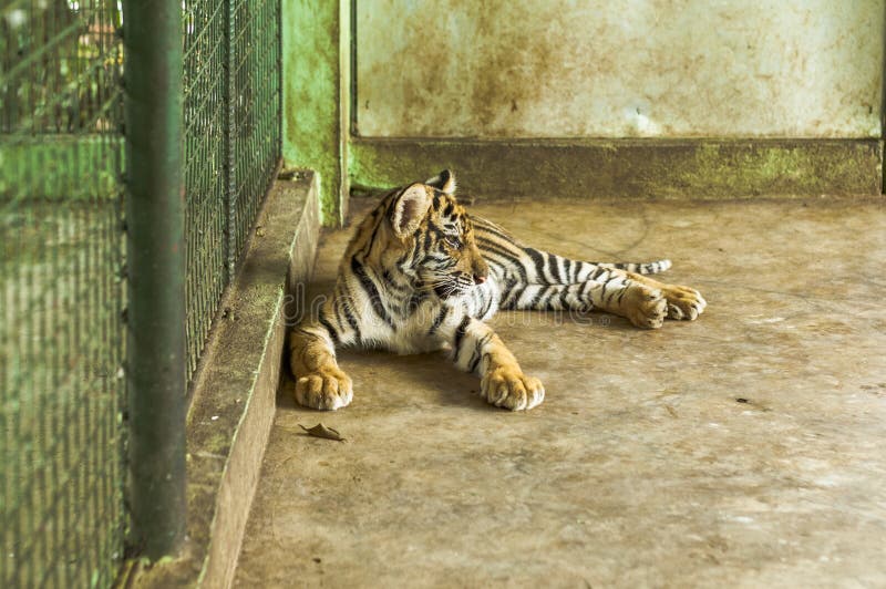 A Young Tiger on a Cage Resting Stock Photo - Image of asia ...