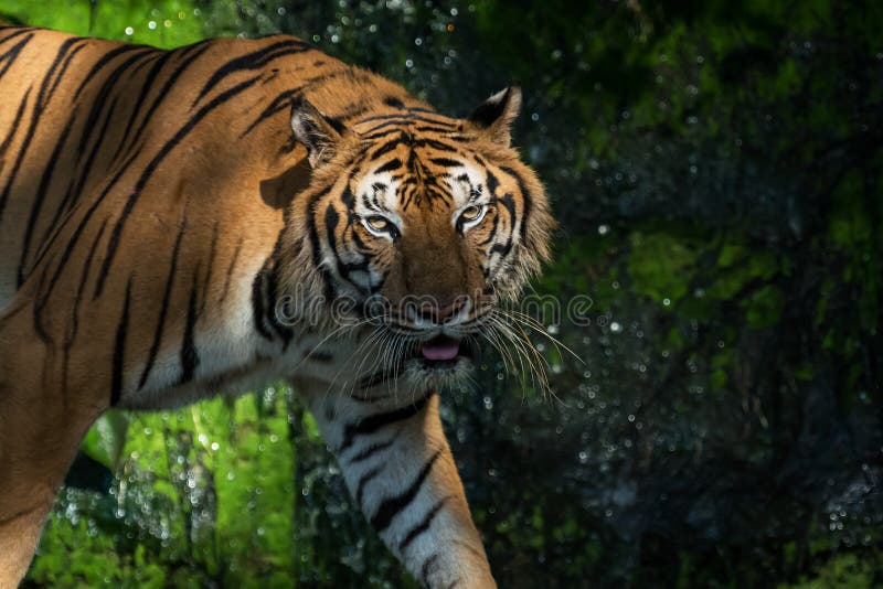 Photos of tiger naturally stock image. Image of feline - 205418017