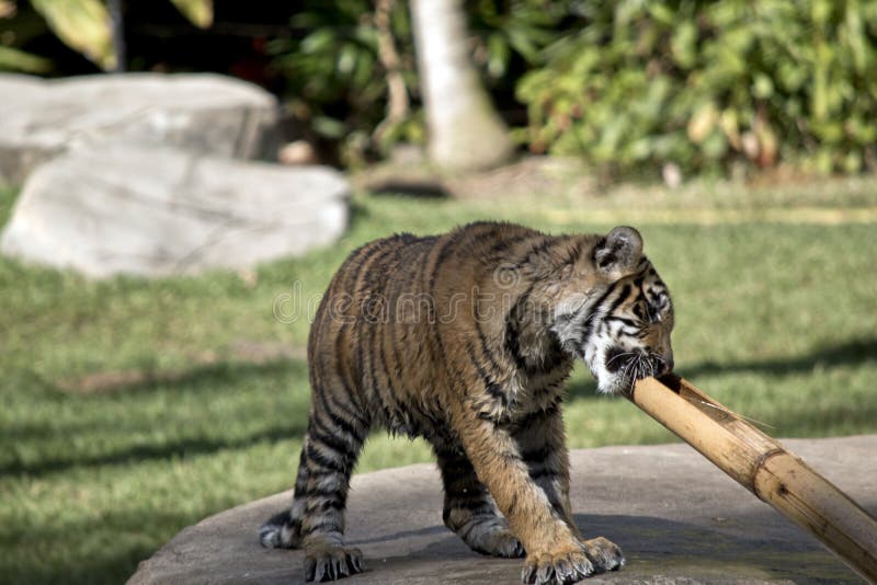 Tiger Cub Log Stock Photos - Free & Royalty-Free Stock Photos from ...