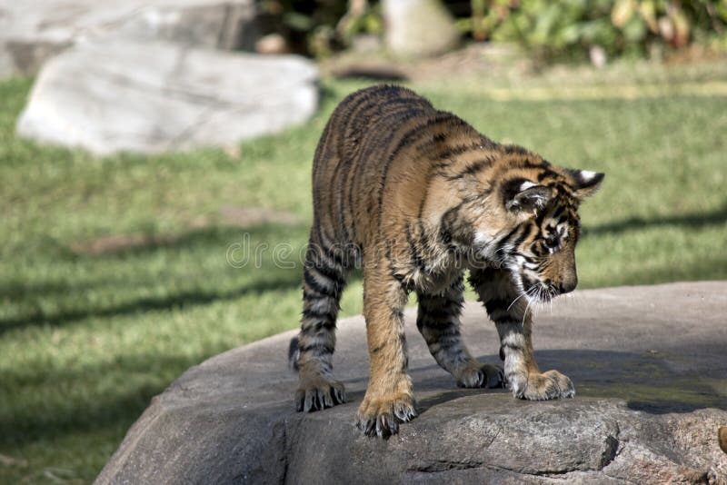 A tiger cub stock photo. Image of black, long, water - 125698888