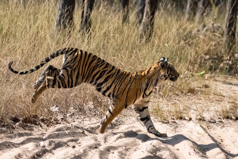 A Young Tiger Running after a Prey Stock Photo - Image of panthera ...