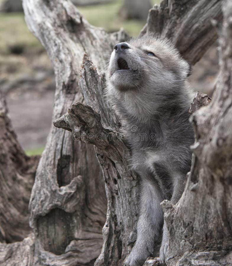 Cute Baby Wolves Howling
