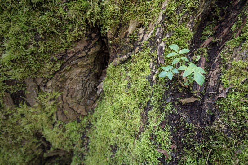 Young Tiny Green Shoot on the Trunk of a Tree Overgrown with Moss, in ...