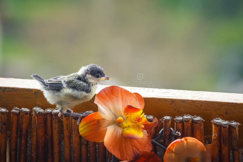Baby Bird First Flight Stock Photos - Free & Royalty-Free Stock Photos ...