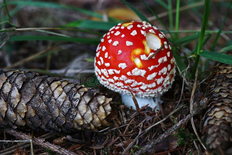 Young toadstool stock photo. Image of sprouting, mushroom - 1263984