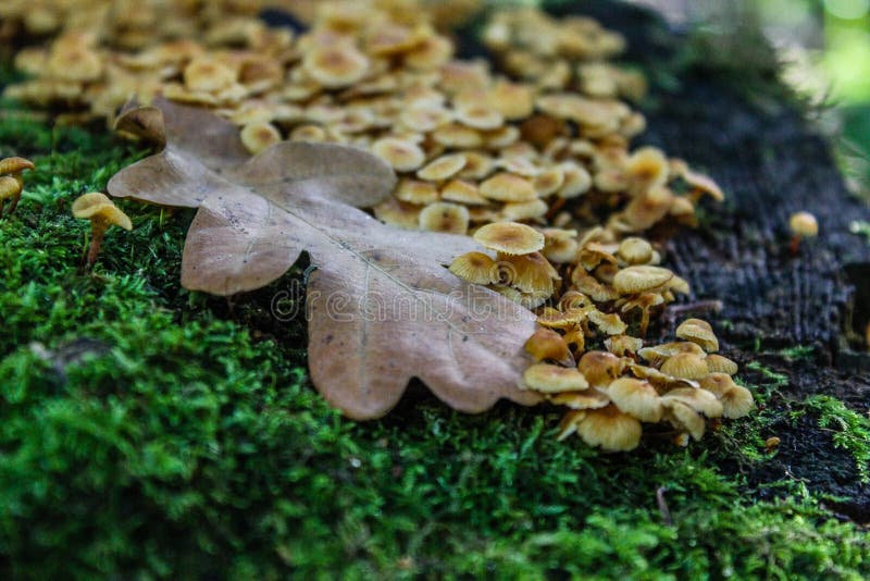 Young toadstool stock photo. Image of sprouting, mushroom - 1263984
